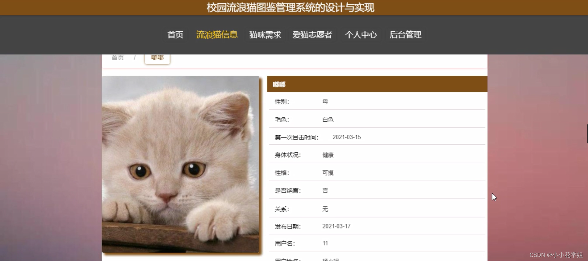 Java计算机毕业设计校园流浪猫图鉴管理系统的设计与实现计算机（附源码、数据库）数据库大作业流浪猫管理系统 Csdn博客