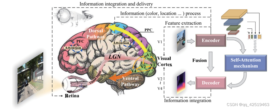 【论文阅读】SABV-Depth: A biologically inspired deep learning network formonocular depth estimation ...