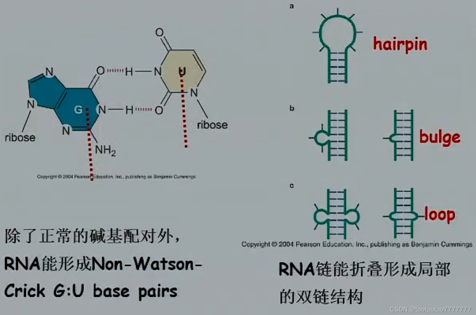 【中科院】分子生物学-朱玉贤第四版-笔记-第5-6讲 转录_穷追模型-CSDN博客