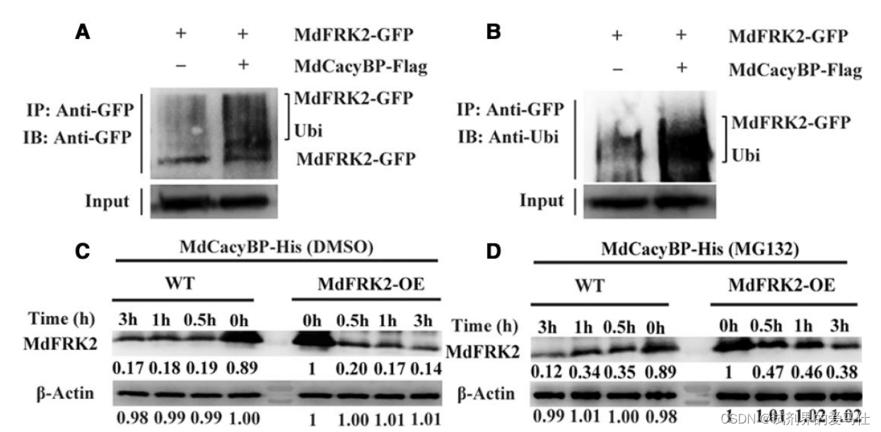 AbMole科研-钙循环素结合蛋白促进果糖激酶2降解调节苹果内糖稳态-CSDN博客