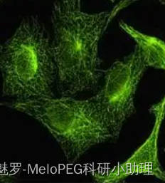 FITC-PEG2000-OH 荧光素-聚乙二醇-羟基 HO-PEG-FITC-CSDN博客