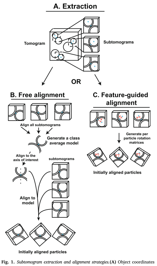 【冷冻电镜|论文阅读】A feature-guided, focused 3D signal permutation method for ...