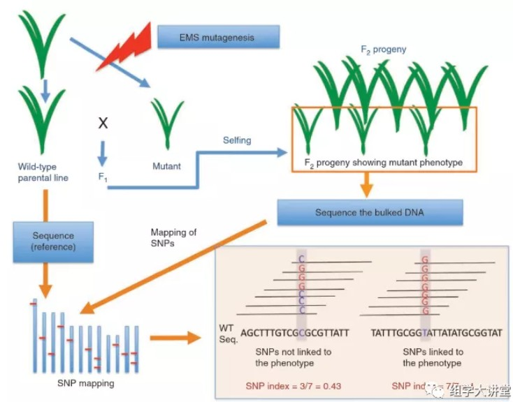 BSA分析之MutMap分析原理详解_mutmap定位分析-CSDN博客