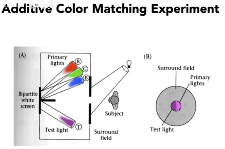Games101笔记——Lecture 20:Color and Perception_games101 color and perception-CSDN博客