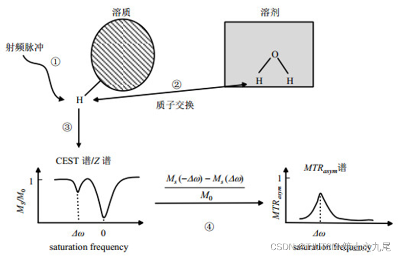 MRI原理与CEST相关简介_cest mri-CSDN博客