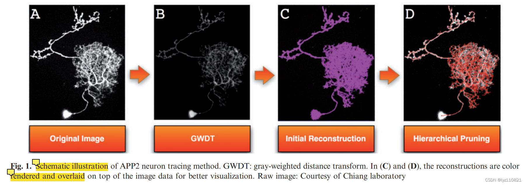 [论文笔记]APP2：神经元追踪算法_app2神经元追踪-CSDN博客