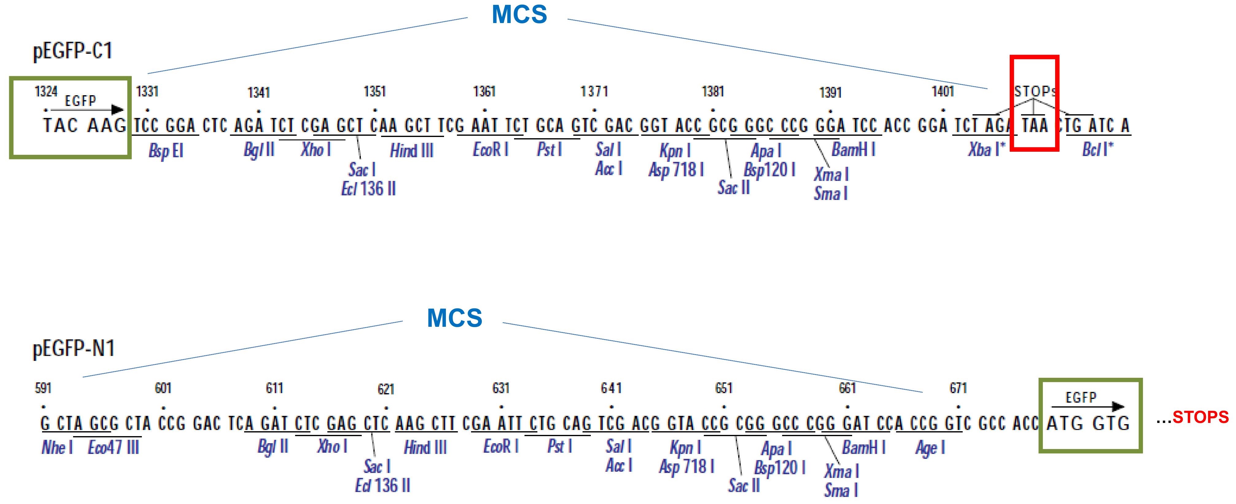 【实验技术笔记】融合基因 + 长片段基因 + 突变基因 表达载体构建_融合蛋白表达载体的构建-CSDN博客