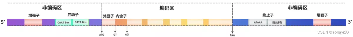 生物基因结构_ccaat-box-CSDN博客