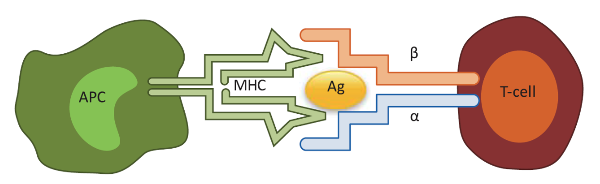 TCR-seq(T细胞受体测序)_tcr测序-CSDN博客