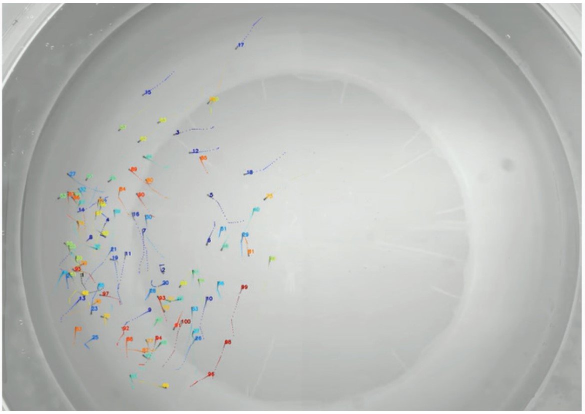 高速相机支持AI追踪无标记动物的群落_idtracker-CSDN博客