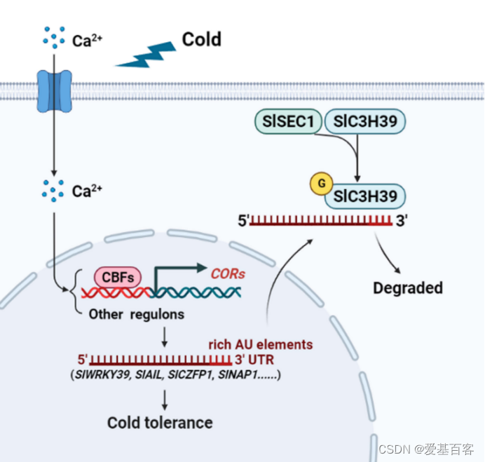 RIP-seq文章｜IF=10.323 &New Phytol发表番茄耐寒的转录后调控机制_chx处理检测蛋白稳定性-CSDN博客