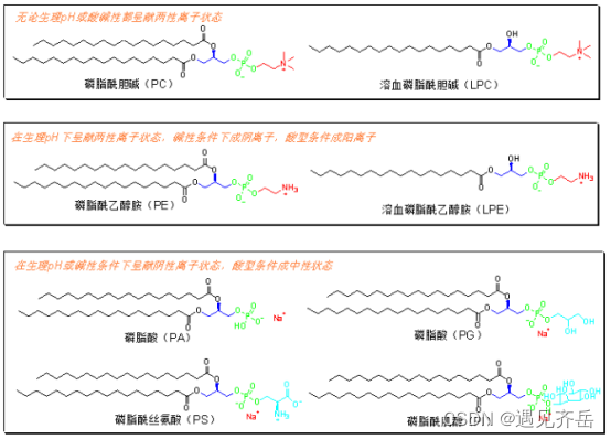 DSPE-thioketal(TK)-PEG-MAL马来酰亚胺-聚乙二醇-酮缩硫醇-二硬脂酰基磷脂酰乙醇胺_tk-peg结构式-CSDN博客