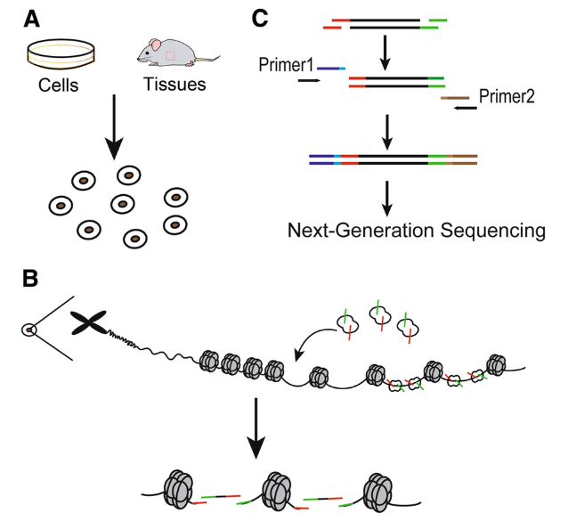 实验记录 | scATAC-seq数据的比对（一）_atac-seq测序数据q30-CSDN博客