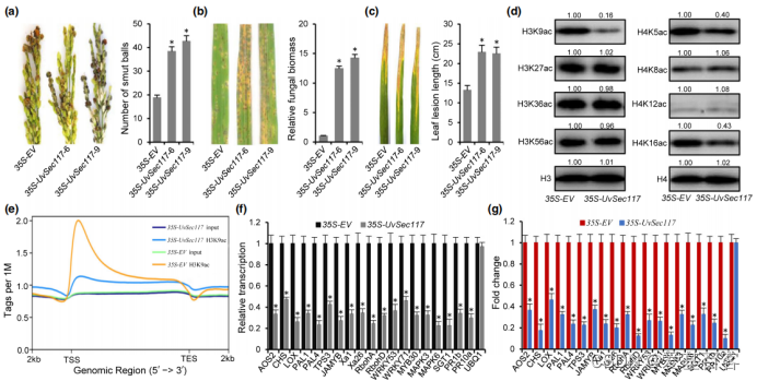 New Phytol & Small RNA-seq和ChIP-seq联合分析助力揭示稻曲菌抑制水稻免疫的新机制_组蛋白chip-seq和rna-seq联合分析-CSDN博客