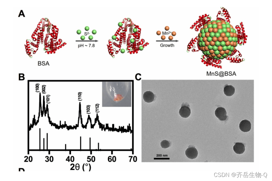 NHS-PEG-TK-SH 活性酯PEG酮缩硫醇巯基 NHS-PEG1000-TK-SH_nhs 巯基 缩合-CSDN博客