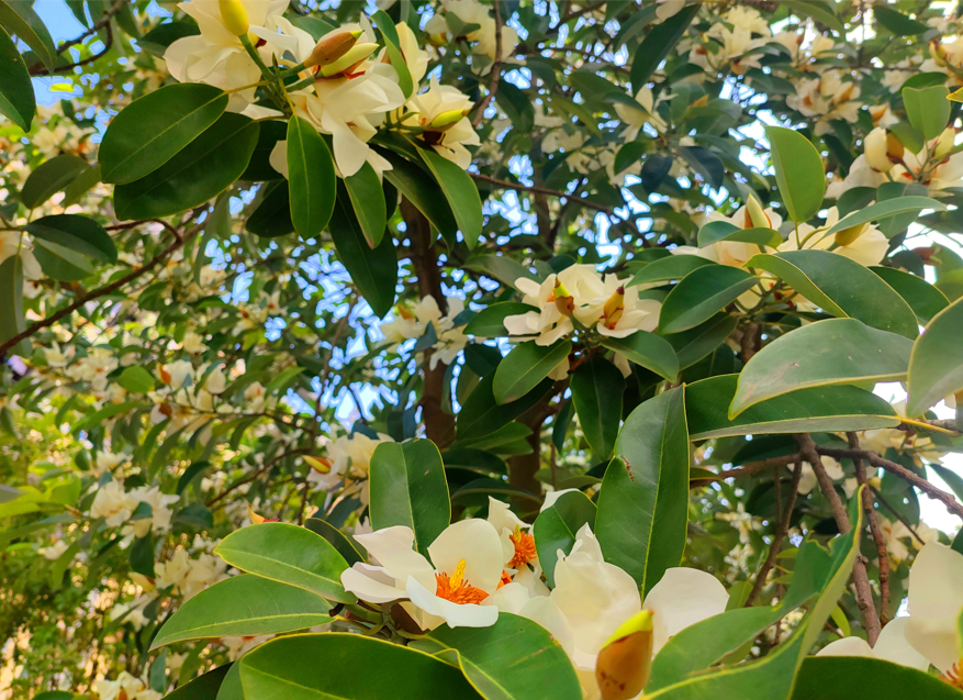 【硬件】AD制作集成库IntLib-CSDN博客