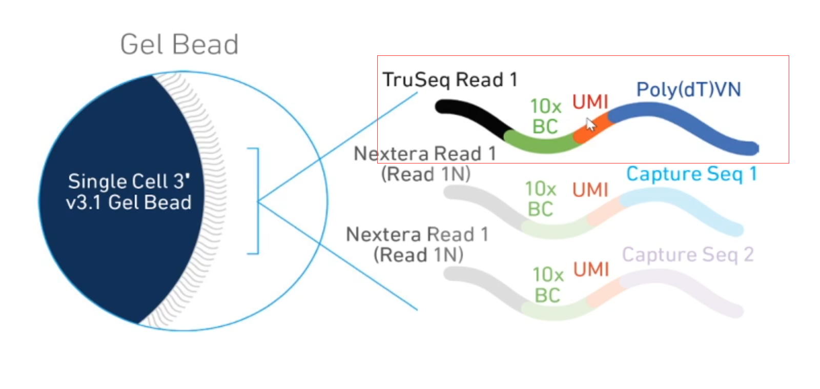 单细胞barcode和umi的作用_单细胞umi-CSDN博客
