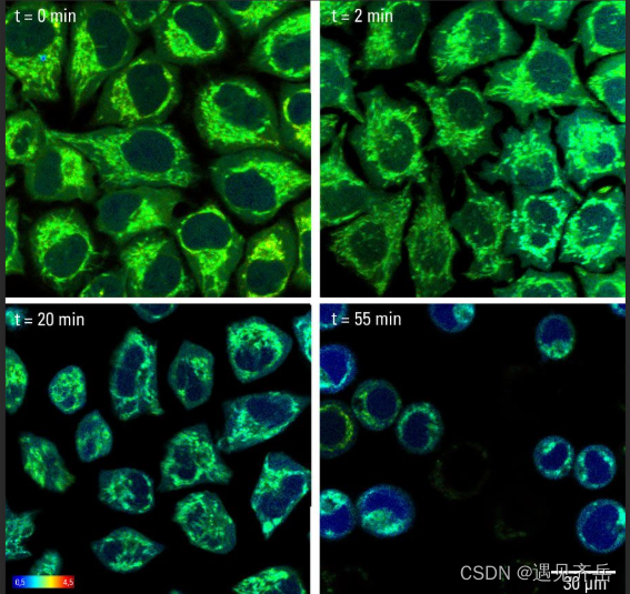 齐岳|吲哚菁绿ICG标记PLGA（聚乳酸-羟基乙酸）载药纳米粒|ICG-PLGA|PLGA-ICG|ICG-SS-PEG-PLGA_icg-label-CSDN博客