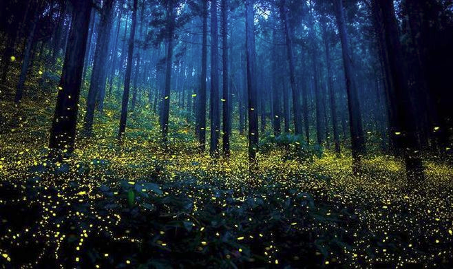 《Nature-Inspired Metaheuristic Algorithms》——萤火虫算法 FIREFLY ALGORITHM_算法_swu_fisher-华为云开发者联盟