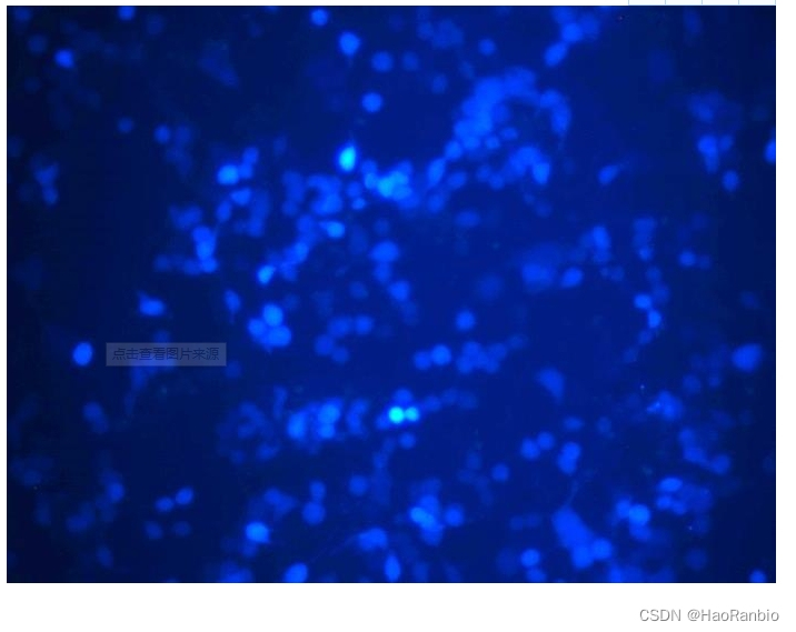 增强型蓝色荧光蛋白（EBFP）_ebfp荧光蛋白-CSDN博客