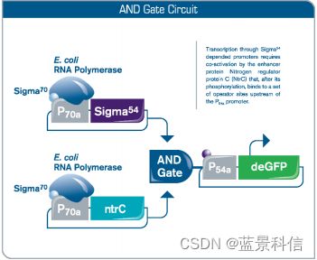 体外（无细胞）蛋白表达系统，蛋白表达的新模式 试剂盒_体外蛋白表达试剂盒 百度文库-CSDN博客