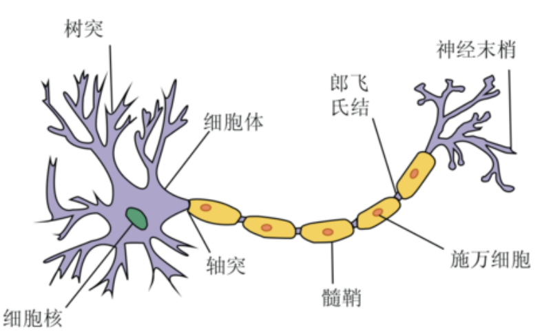 [Inception V1]赫布学习理论(Hebbian theory)_hebbian modification-CSDN博客