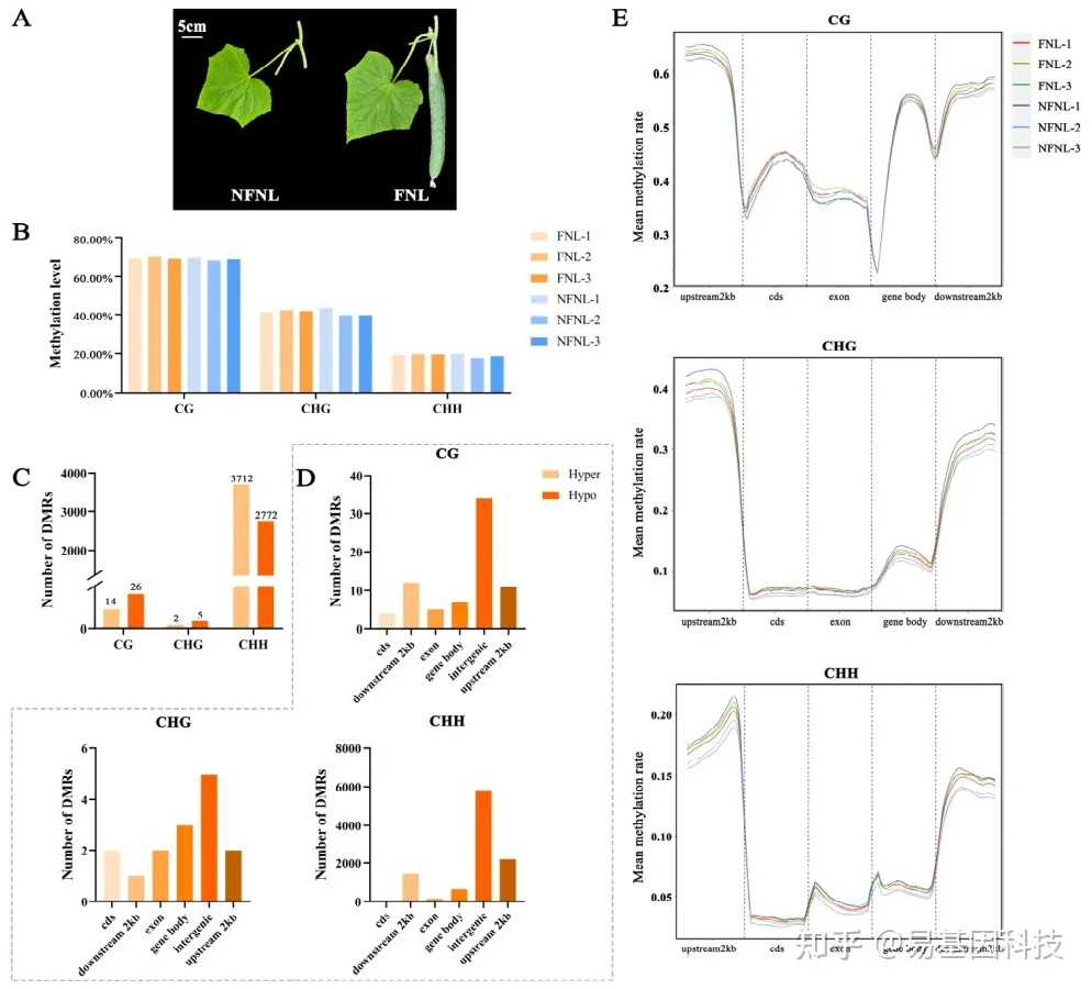 易基因： WGBS+RNA-seq揭示黄瓜作物的“源-库”关系受DNA甲基化调控｜项目文章_源库调控-CSDN博客