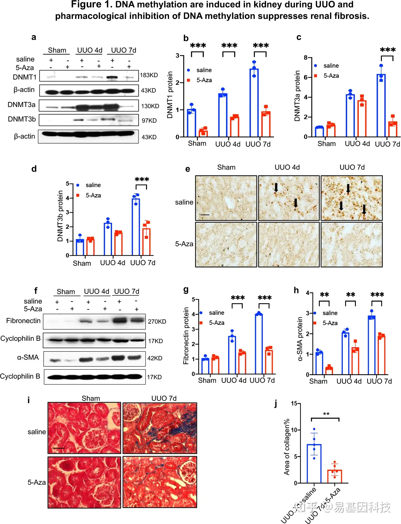 易基因： Kidney Int：RRBS等揭示HOXA5基因高甲基化在肾纤维化中的作用｜国人佳作-CSDN博客