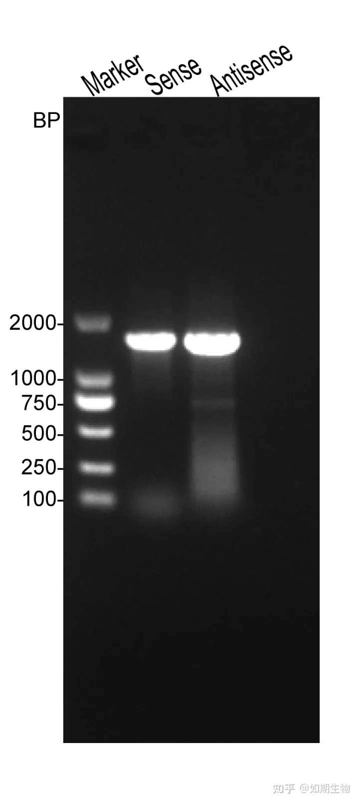 rna pull down,蛋白互作分析,蛋白鉴定实验_pull-down 质谱分析结果查看-CSDN博客