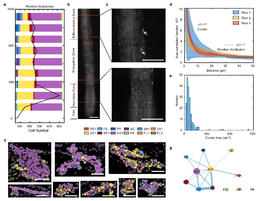 NC | 中科院先进院戴磊组开发SEER-FISH成像技术解析微生物组空间结构-CSDN博客
