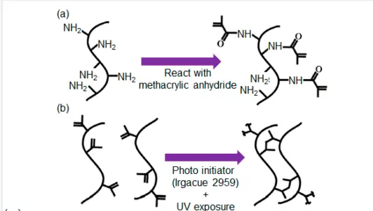 Gelma甲基丙烯酰化明胶光固化水凝胶性质与应用_gelma全称-CSDN博客