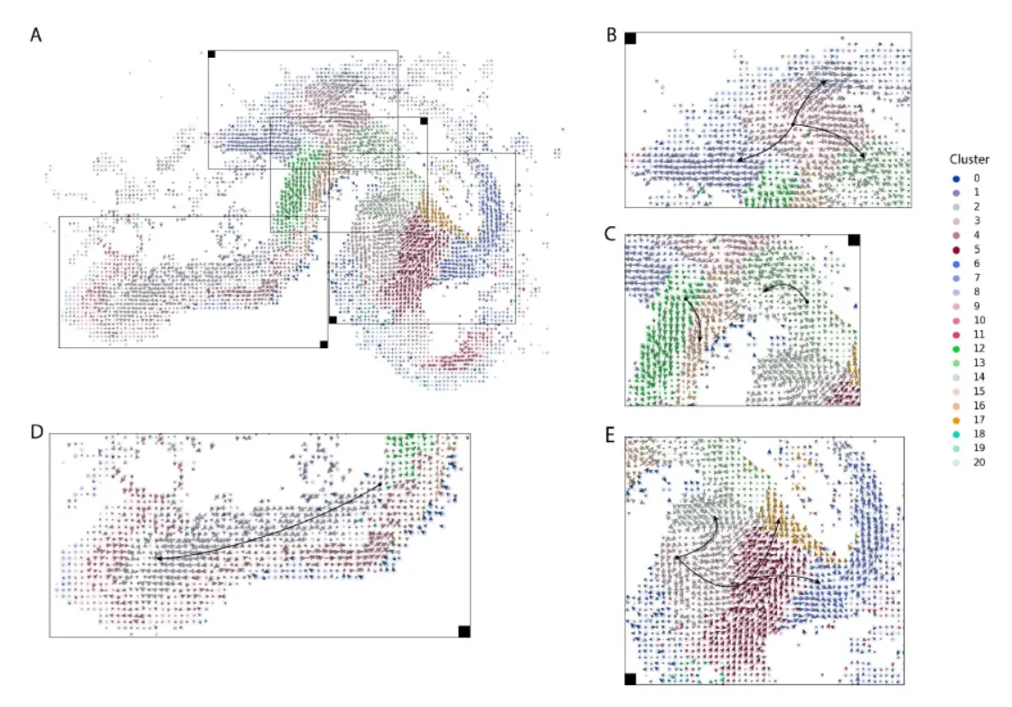 10X空间转录组速率分析（Velocyto）之SIRV_sirv: spatial inference of rna velocity at the sin-CSDN博客