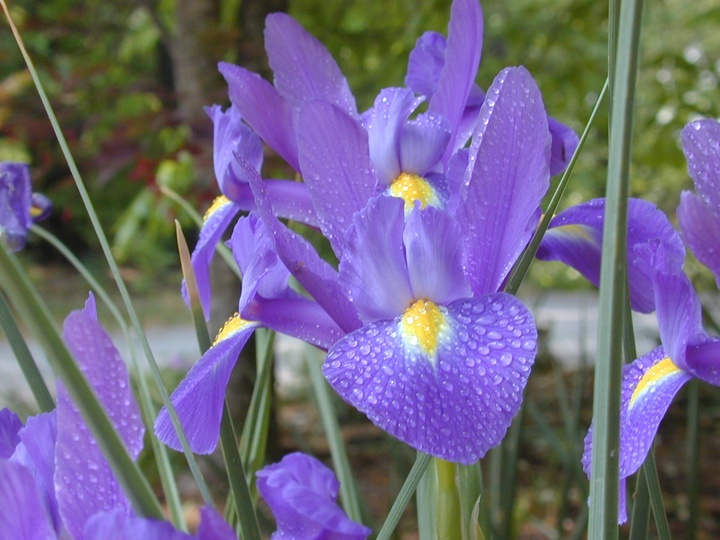 MATLAB数字图像处理实验题目要求-CSDN博客