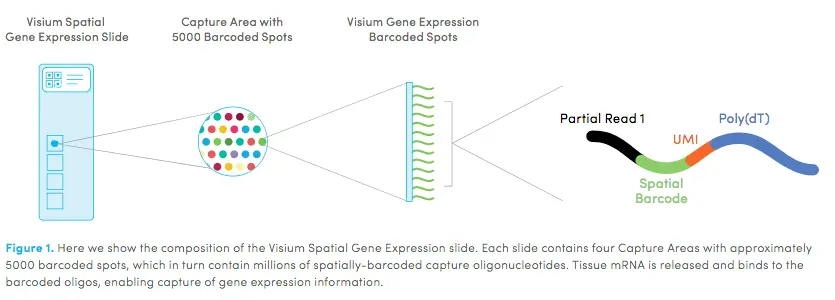 10X空间转录组分析回顾之Giotto_giotto空间转录组-CSDN博客