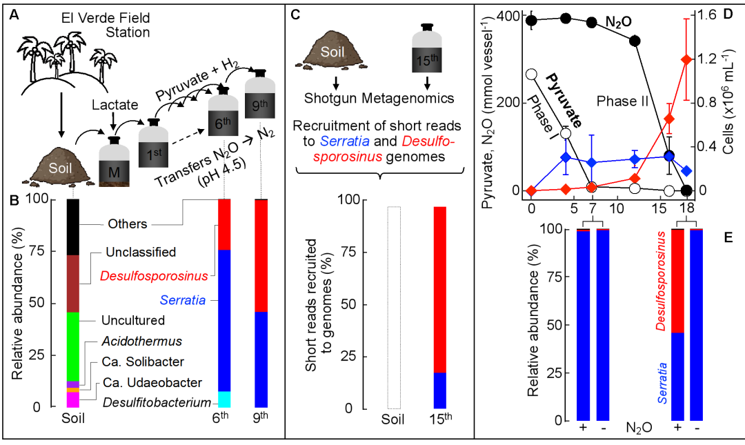 Nature Communications | 酸性条件下土壤细菌还原N2O-CSDN博客