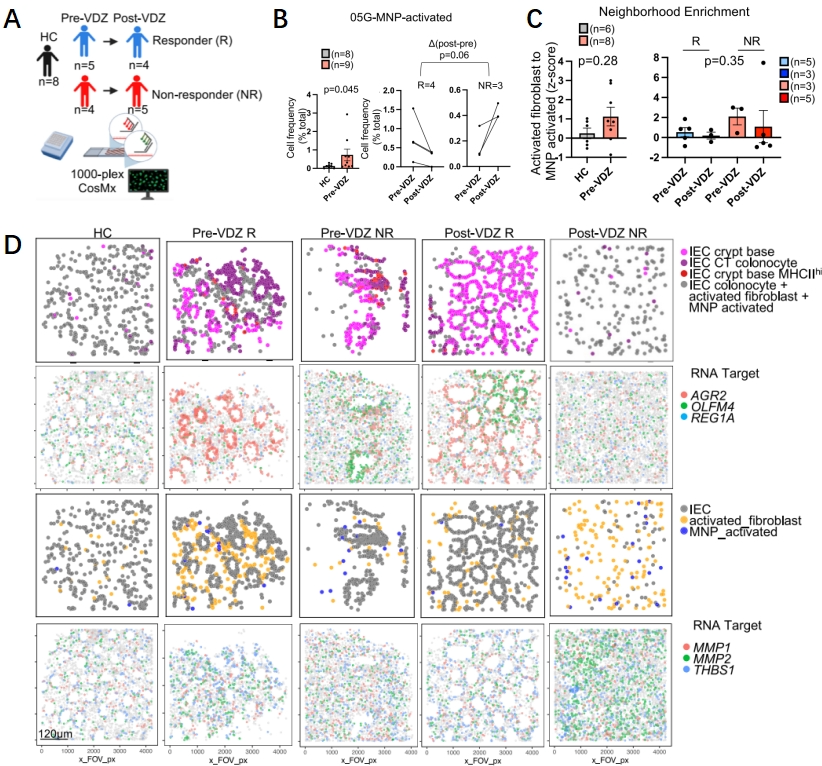 Nat Commun｜phenocycler（原CODEX）发现外周血靶细胞亚群的组织落脚点，深入理解疾病中细胞亚群的作用-CSDN博客