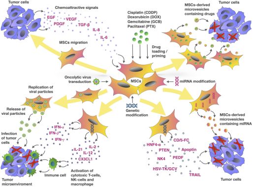 脐带衍生间充质干细胞（UC-MSC）输注安全地降低了最严重的COVID-19患者的死亡风险并加快了康复时间_ucmsc全称-CSDN博客