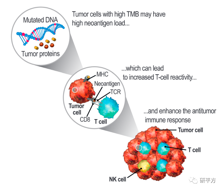 TMB计算_tmb计算要考虑内含子的突变-CSDN博客
