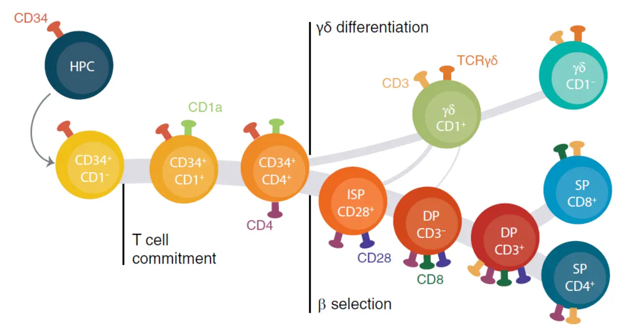 bulk-seq数据和单细胞数据的联合分析_单细胞联合bulk转录组 简书-CSDN博客