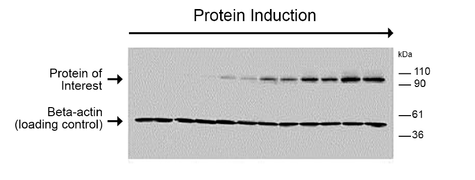 3蛋白wb_WB 也有潜规则？内参不对，实验白费-CSDN博客