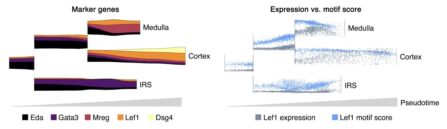 10X单细胞 & 10XATAC 联合分析表征细胞调控网络（MIRA）_atac和转录组联合可以分析什么-CSDN博客