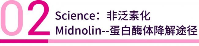 非泛素化 Midnolin-蛋白酶体降解 “新“ 机制 - MedChemExpress-CSDN博客