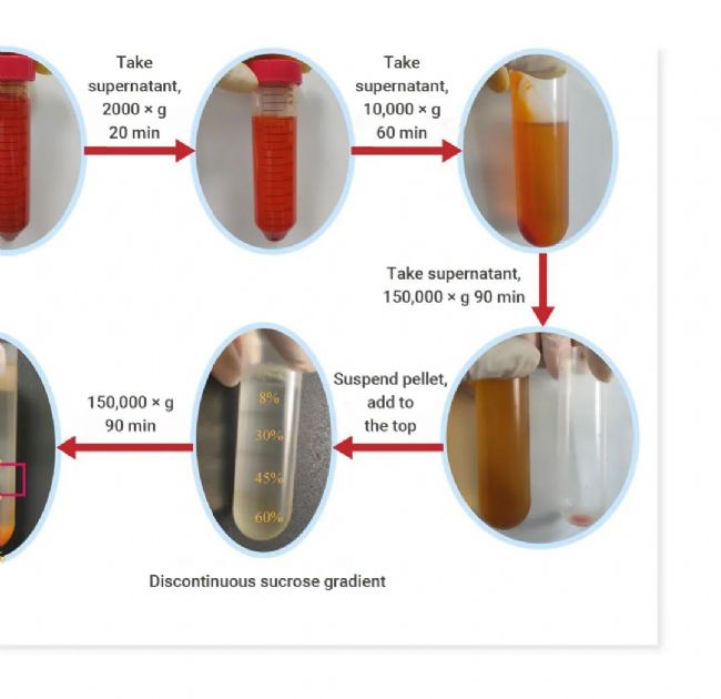 干货分享 | PHK 26：如何进行体外细胞的标记和追踪？ | MedChemExpress (MCE)_细胞摄取囊泡实验荧光-CSDN博客