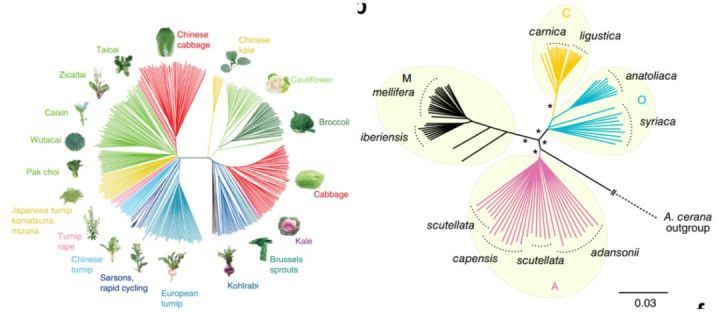 figtree如何编辑进化树_详解进化树-CSDN博客