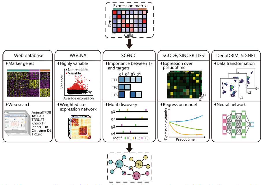 超详细 | 生物医学研究和临床应用中scRNA-seq的数据分析指南_scsorter rna-CSDN博客