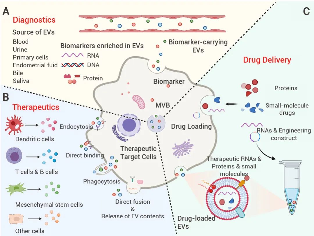 外泌体的特点、生物发生过程以及三大研究方向介绍 - MedChemExpress-CSDN博客