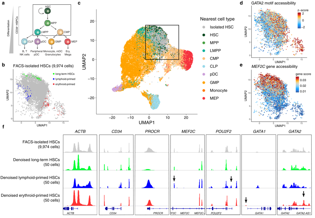Nat Commun｜单细胞ATAC-seq深度学习工具包AtacWorks，简单、高效且适用-CSDN博客