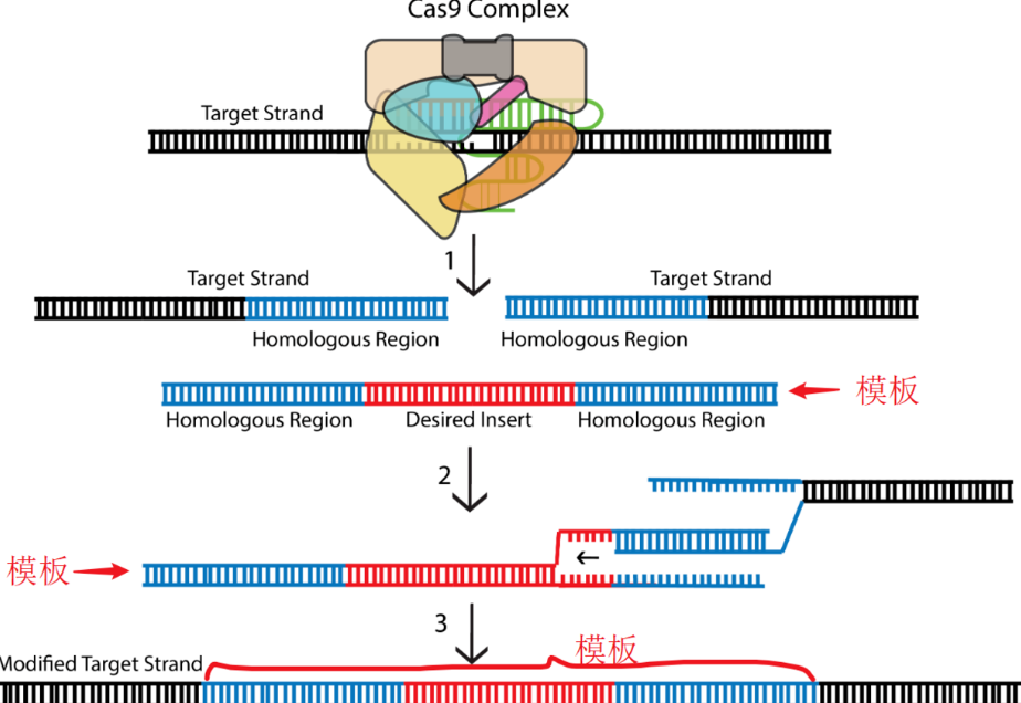CRISPR-Cas9实验常见问题及解决方案_crispr-cas9筛选转化子时候为什么pcr验证不出来呢-CSDN博客