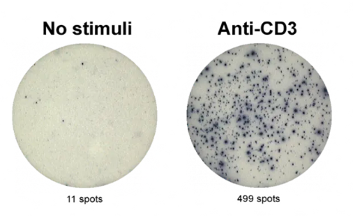 Anti-human IL-2 mAbs (MT2A91/2C95), unconjugated-CSDN博客