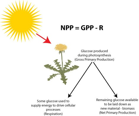 九种NPP\GPP数据集介绍和下载_npp数据集-CSDN博客